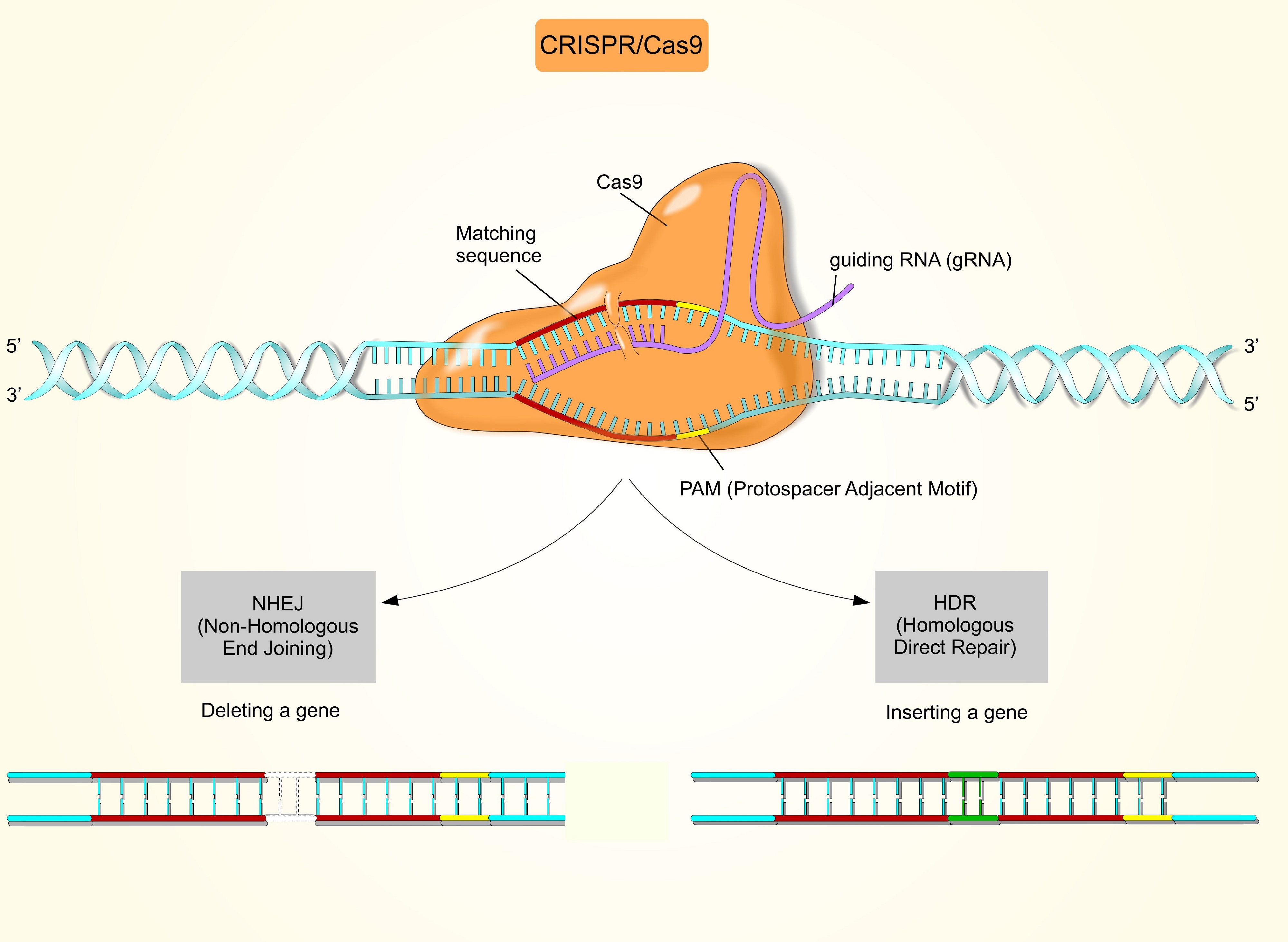 How Digital Droplet Pcr Can Improve Crispr Gene Editing With Examples